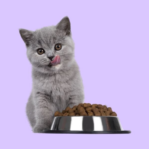 Puppia Dog Winter Soft Jumper | Warm & Stylish Pet Clothing