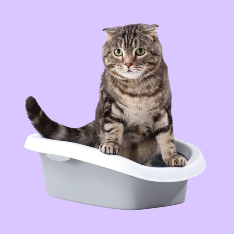 Puppia Dog Winter Soft Jumper | Warm & Stylish Pet Clothing