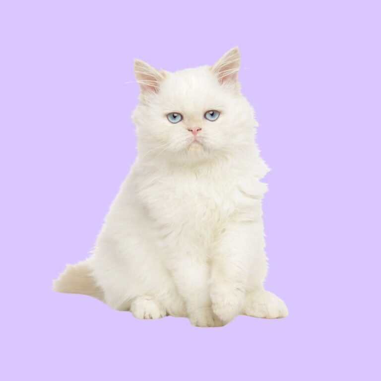 Puppia Dog Winter Soft Jumper | Warm & Stylish Pet Clothing